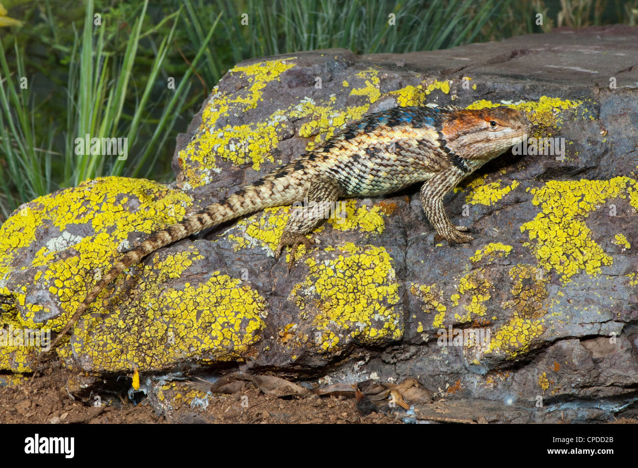 Desert spiny lizard hi-res stock photography and images - Alamy