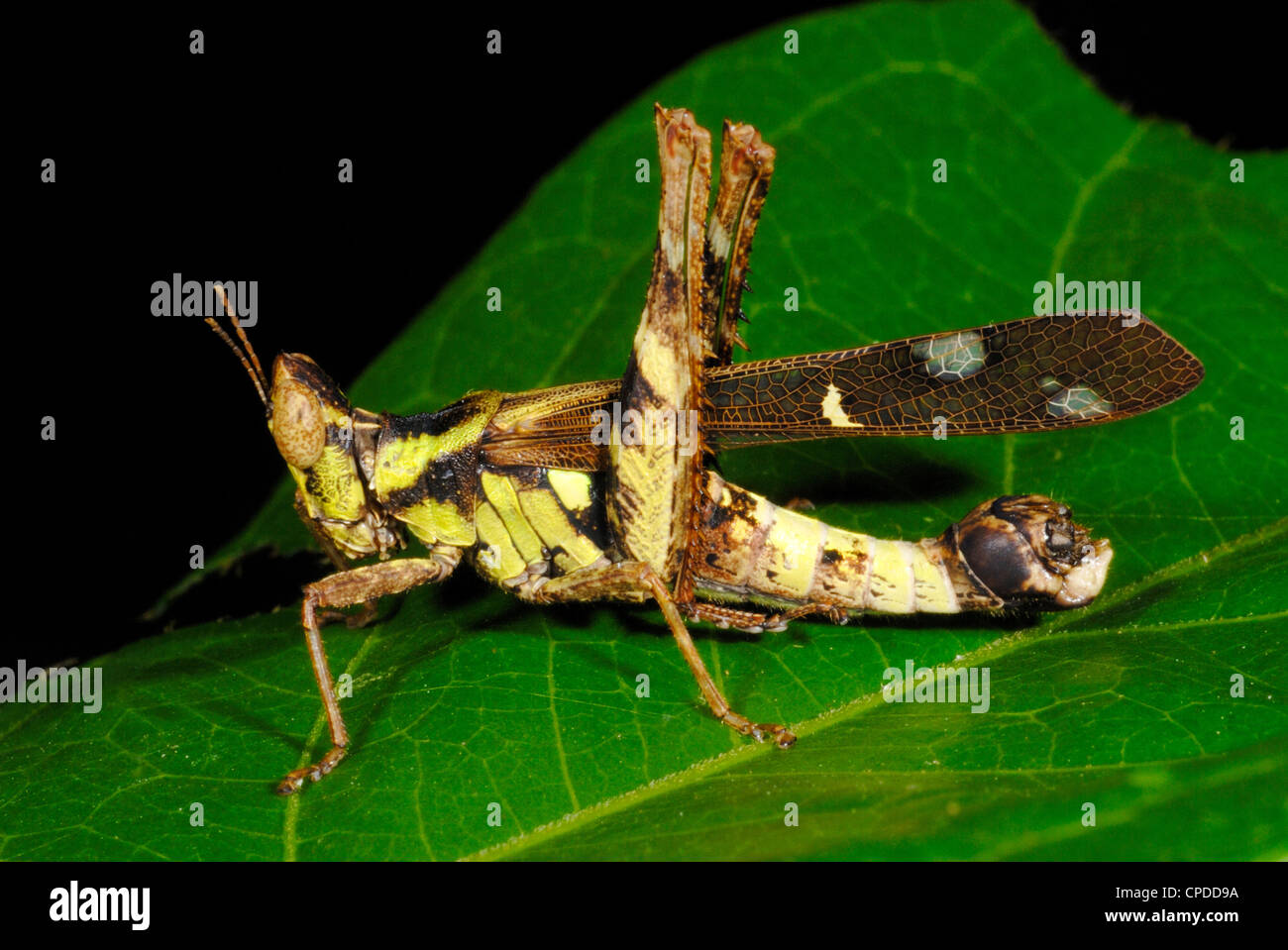 Tropical Rainforest Grasshoppers