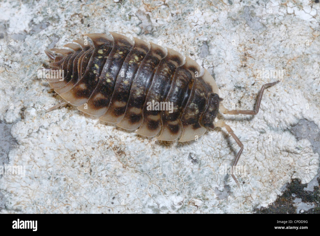 Common Garden Woodlouse (Oniscus asellus Stock Photo - Alamy
