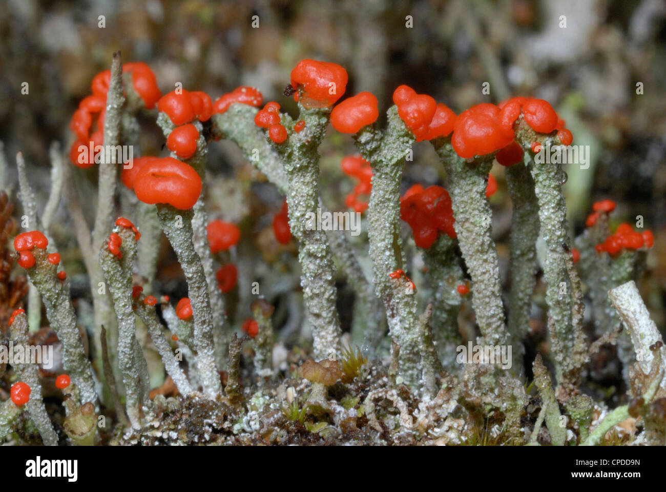 British Soldiers Lichen (Cladonia sp.) on Crookham Common, Surrey ...