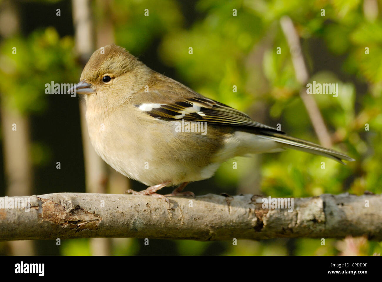 Female chaffinch hi-res stock photography and images - Alamy