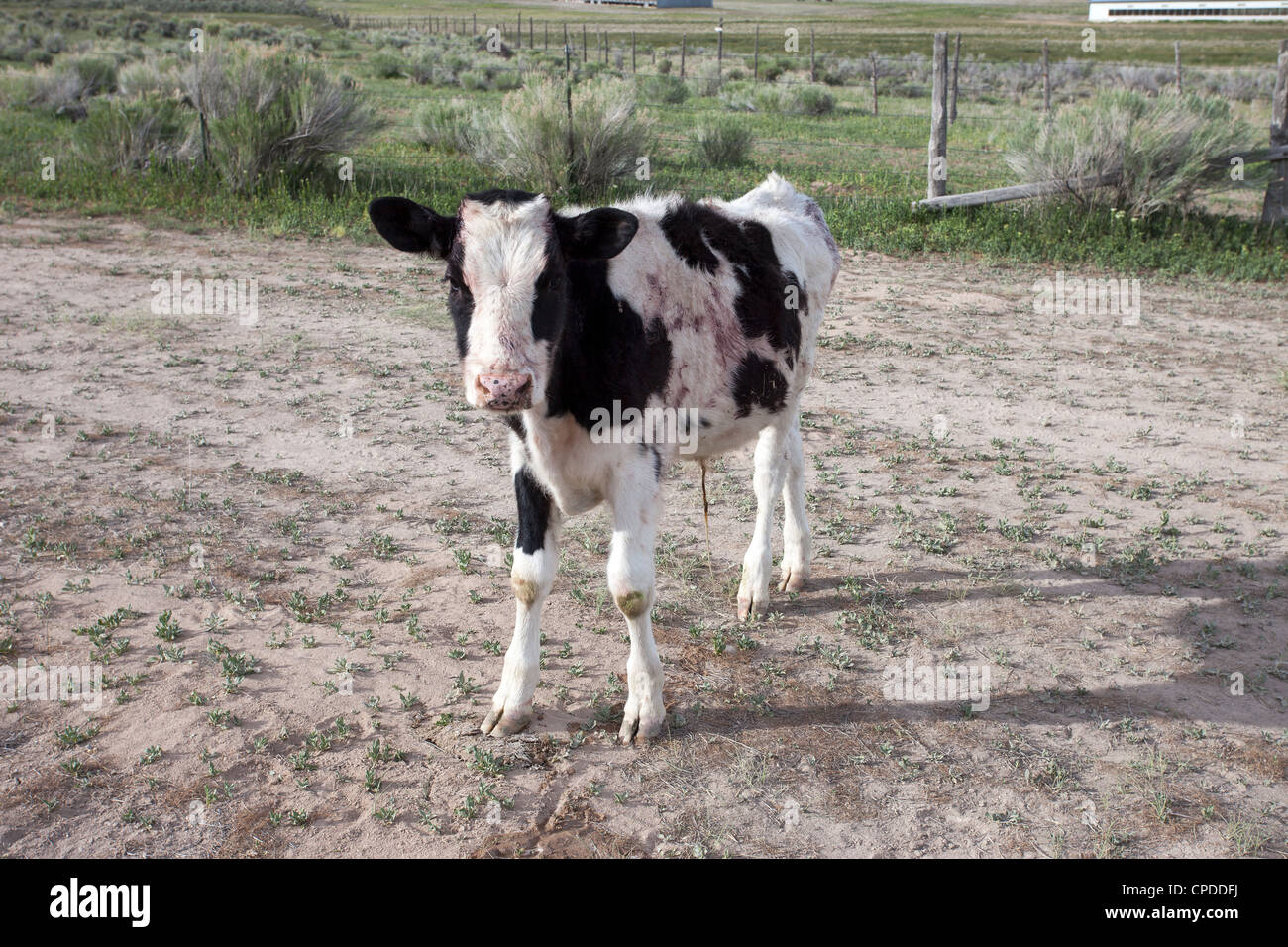 A Holstein cow lays on the ground after being dehorned as blood drips ...