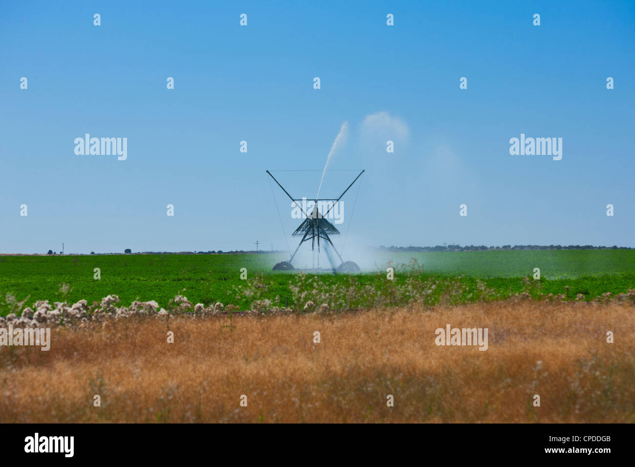 Sprinkler watering crops in field Stock Photo - Alamy