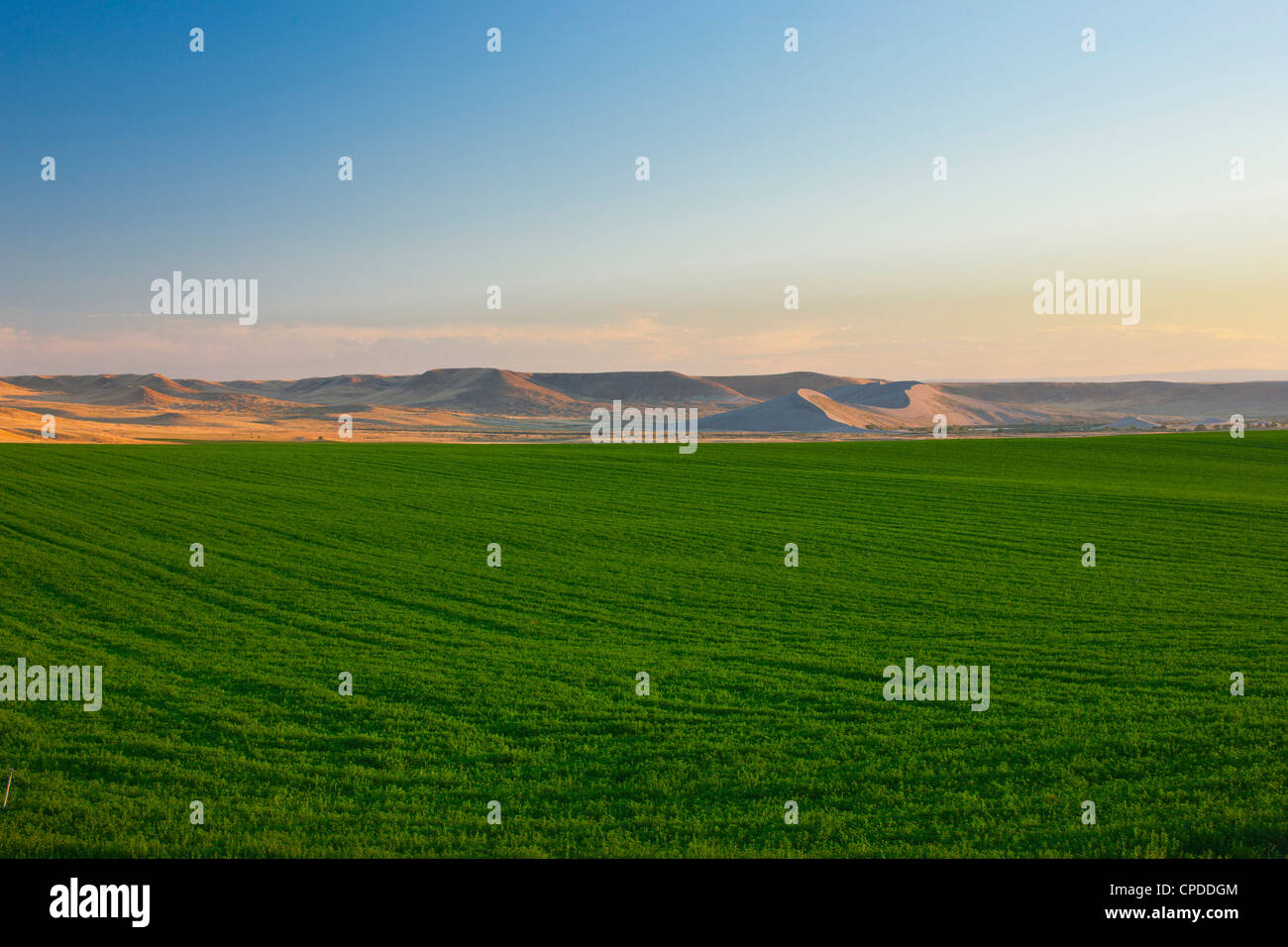 Lush crops growing in field Stock Photo - Alamy