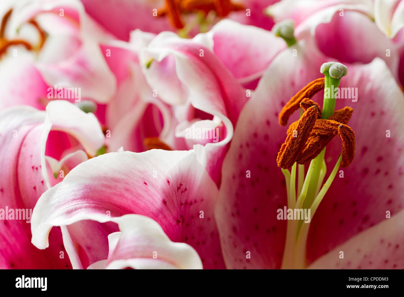 Pink Stargazer Lilies High Resolution Stock Photography and Images - Alamy
