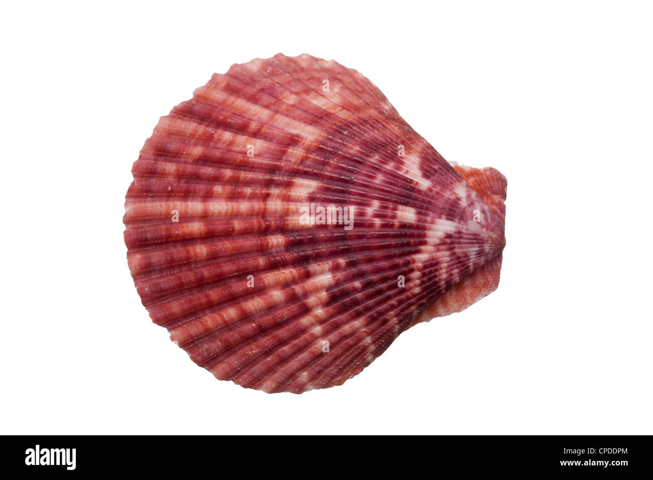 Scallop Aquaculture High Resolution Stock Photography and Images - Alamy