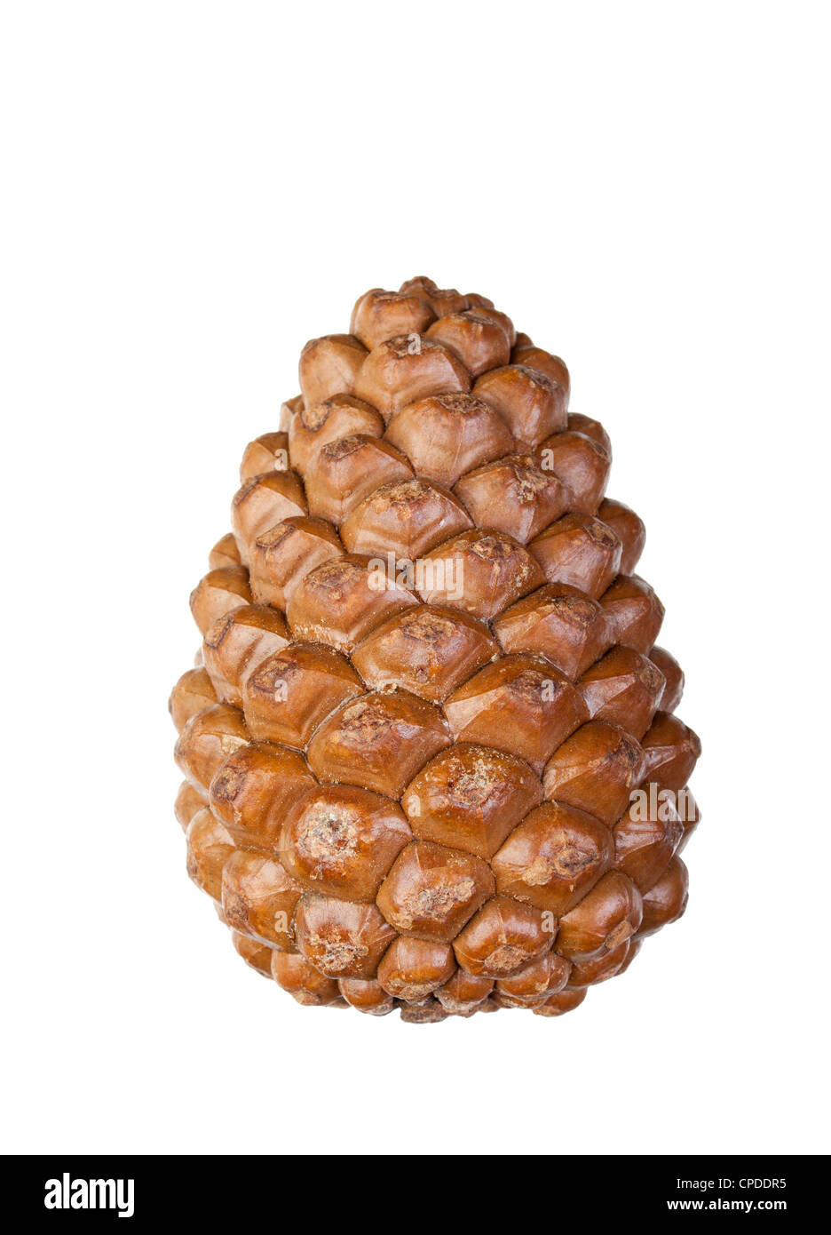 Cone scales of a closed cone Cut Out Stock Images & Pictures - Alamy
