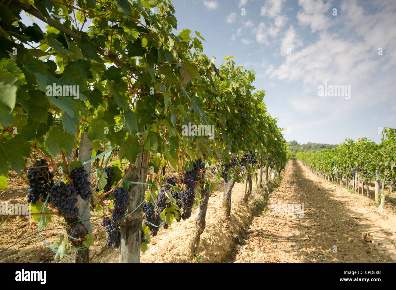 Grapes ready for the harvest near Montalcino, Tuscany, Italy, Europe ...