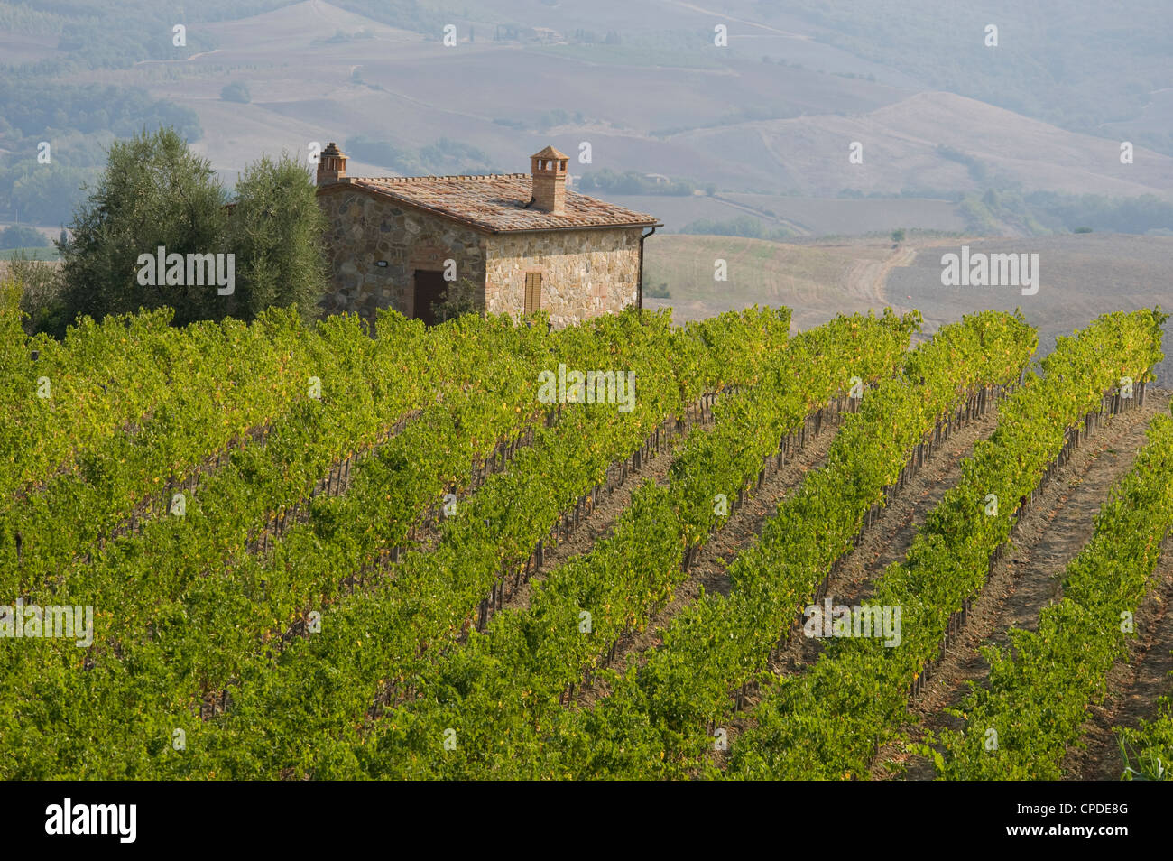 A vineyard and stone barn near Montalcino, Tuscany, Italy, Europe Stock ...