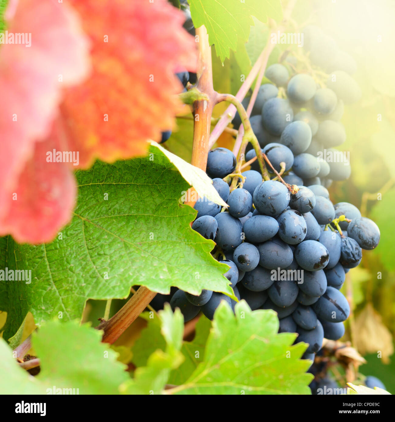 Blue grapes hi-res stock photography and images - Alamy