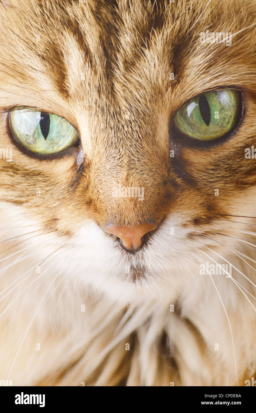 Cute tabby cat serious look Stock Photo - Alamy