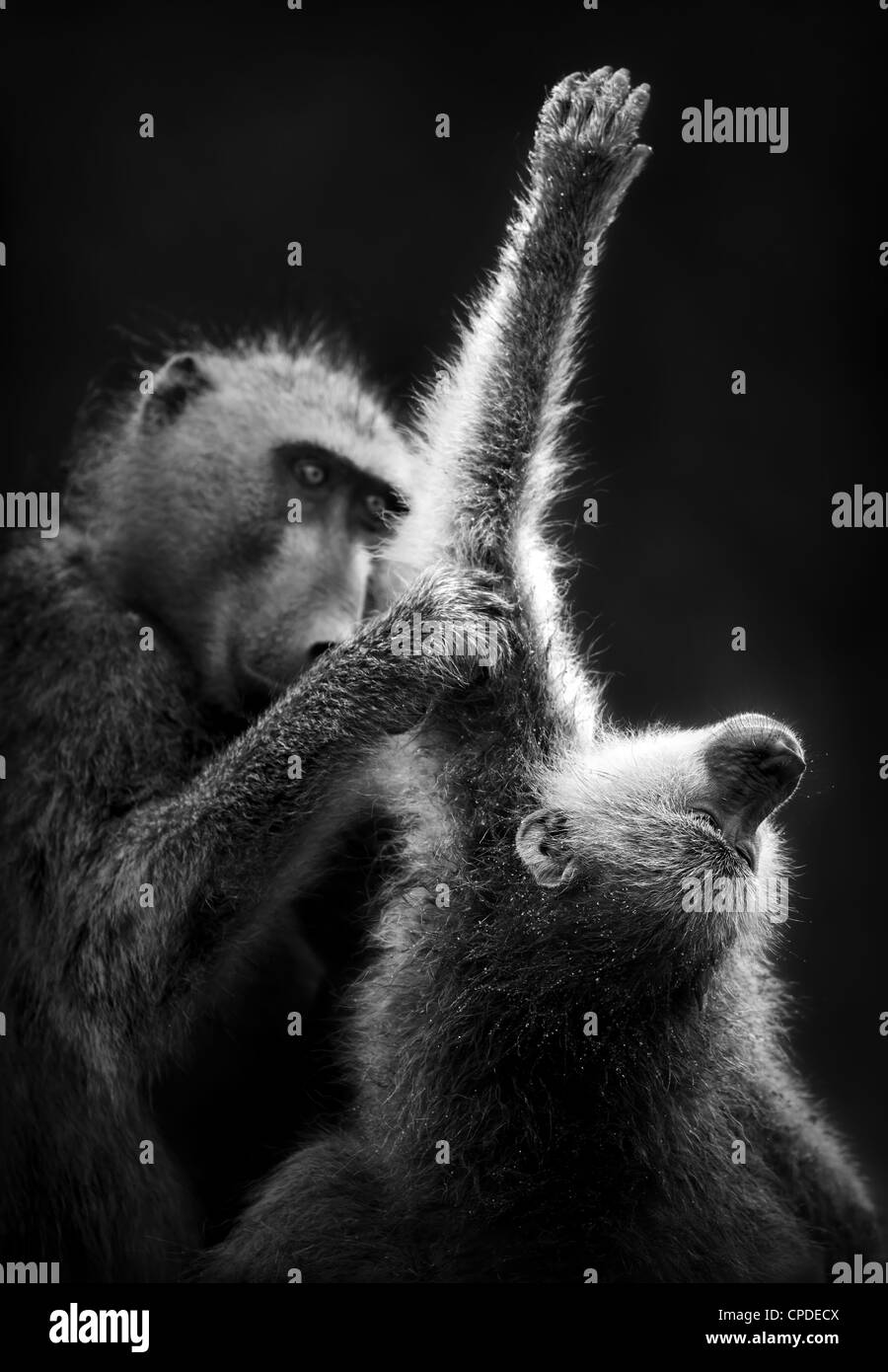 Baboons grooming (Artistic processing Stock Photo - Alamy
