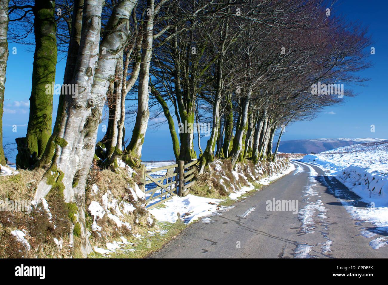 Beech trees in snow above Porlock, Exmoor National Park, Somerset ...