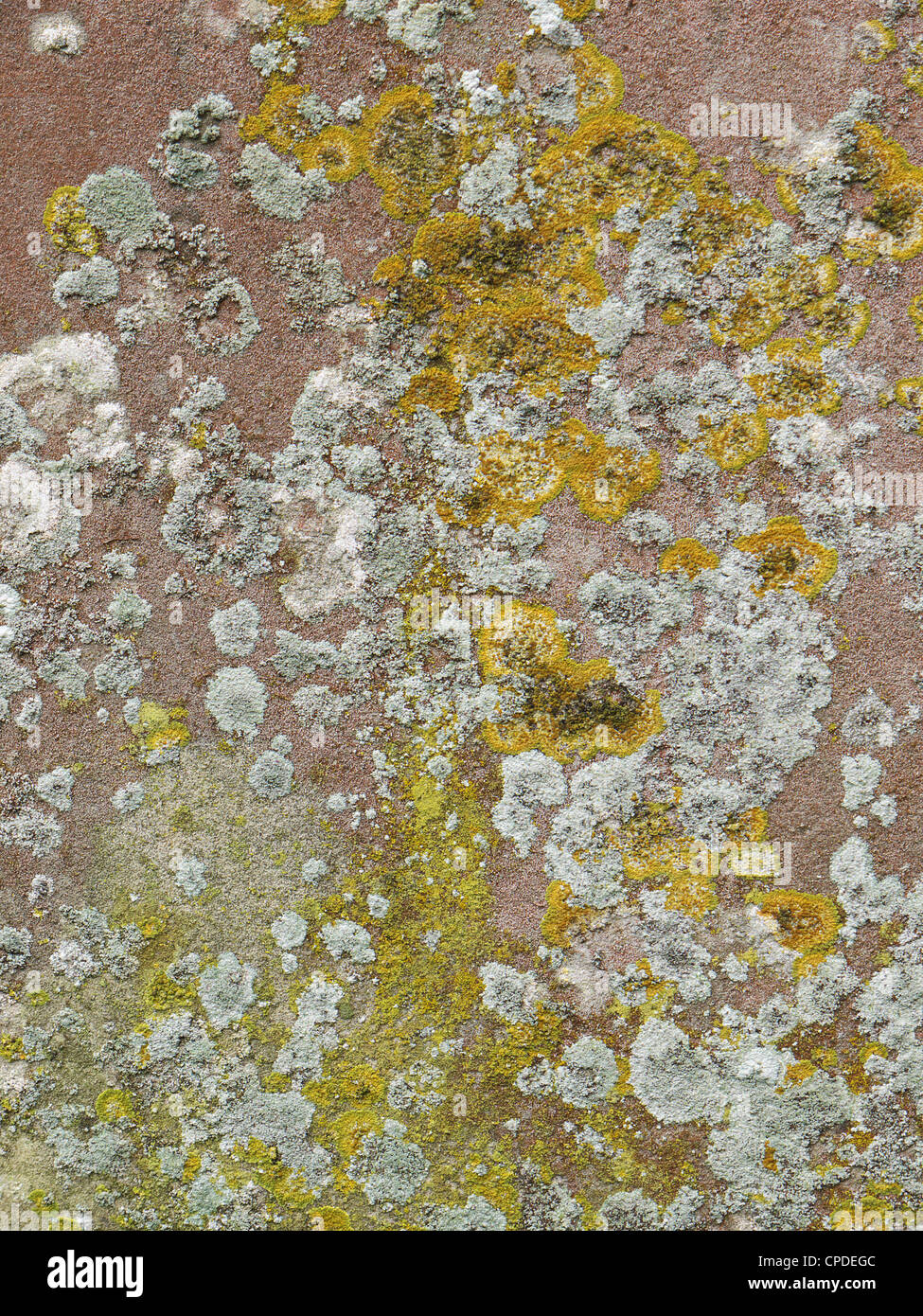 Lichen growing on stone hi-res stock photography and images - Alamy
