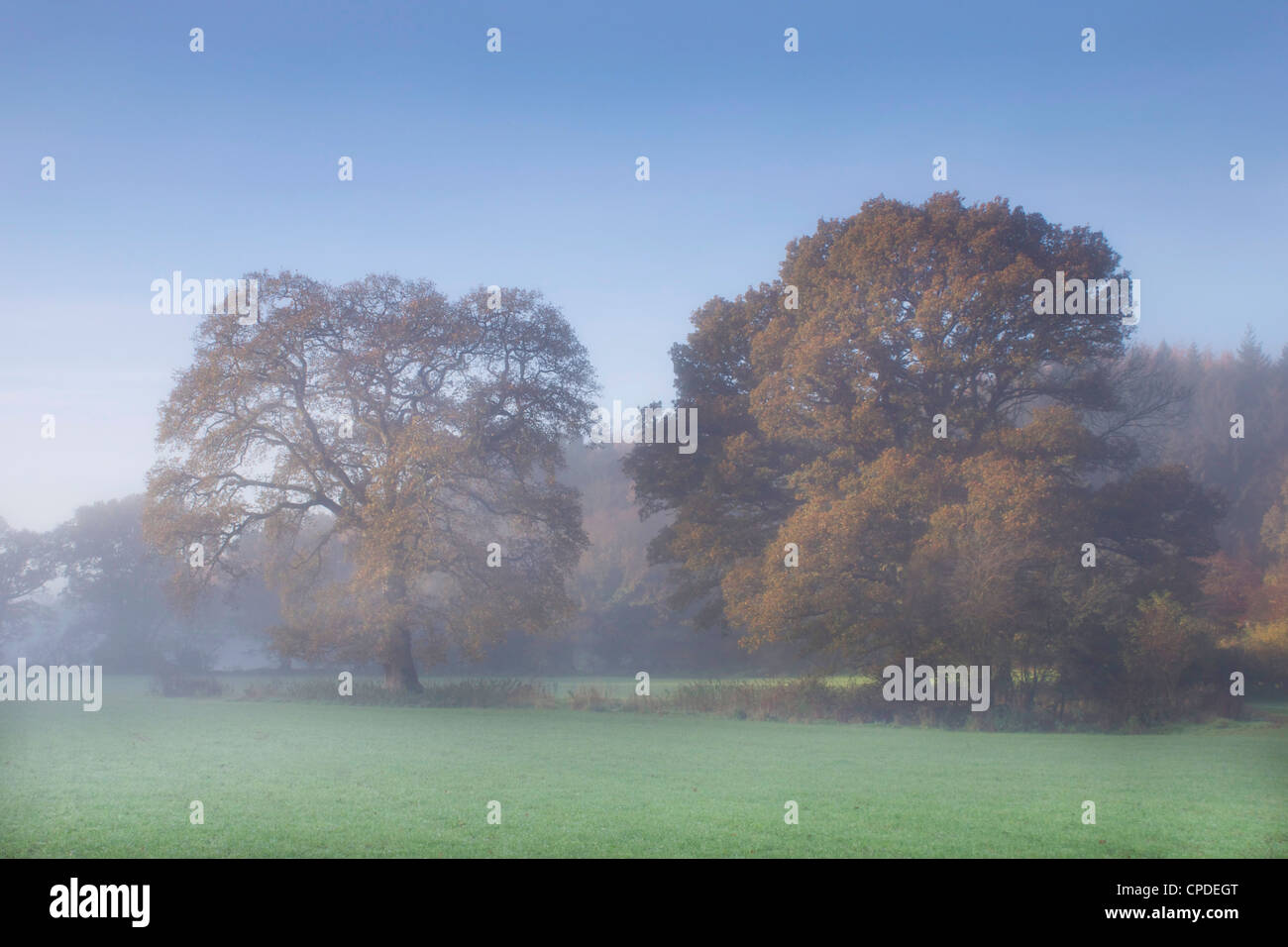 Misty trees, Exe Valley, Devon, England, United Kingdom, Europe Stock ...
