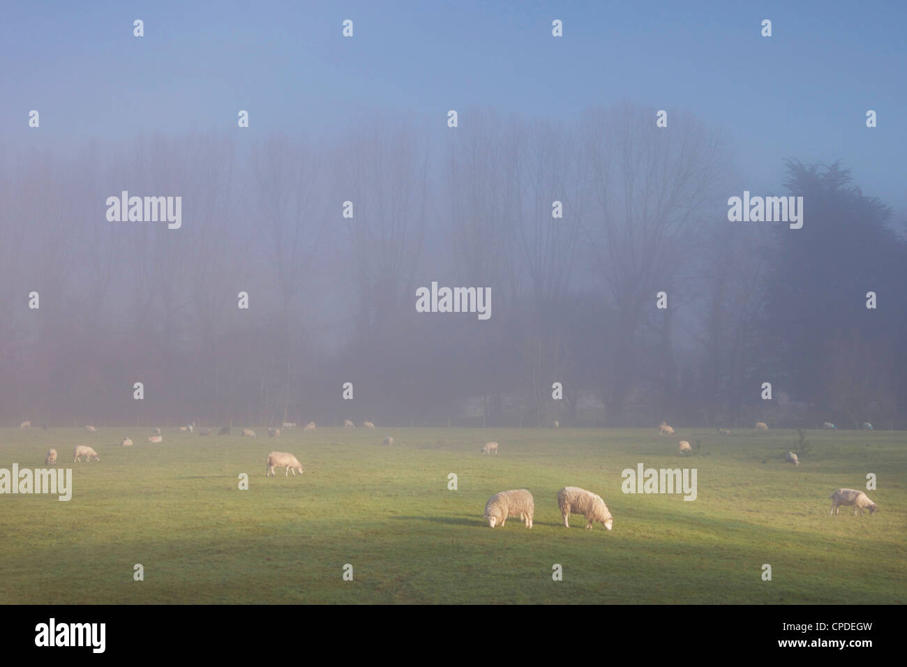 Misty trees, and sheep, Exe Valley, Devon, England, United Kingdom ...