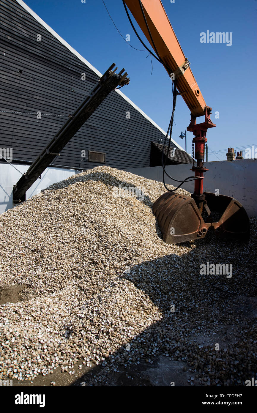 cockle shells piled into a mound with a mechanical grabber Stock Photo ...