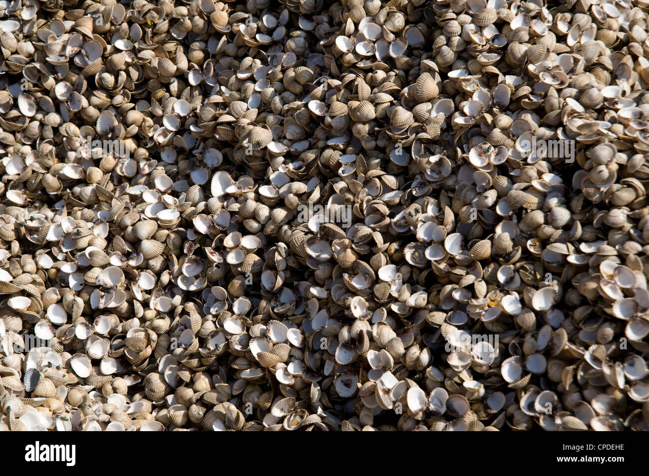 Cockle shells hi-res stock photography and images - Alamy