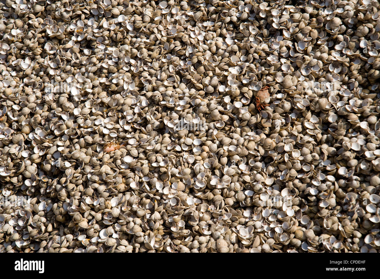 Cockle shells hi-res stock photography and images - Alamy