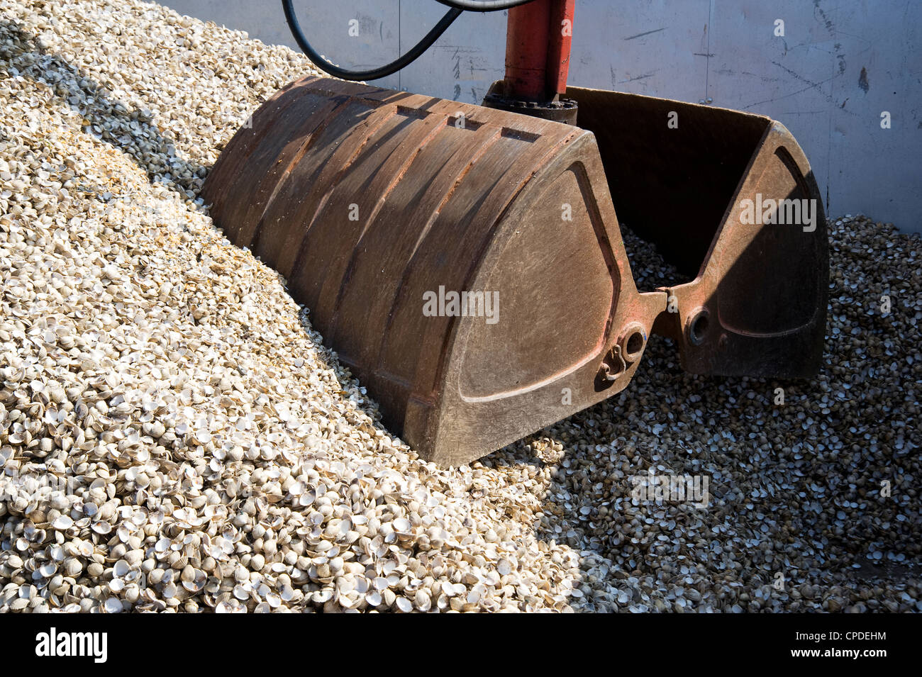 cockle shells piled into a mound with a mechanical grabber Stock Photo ...