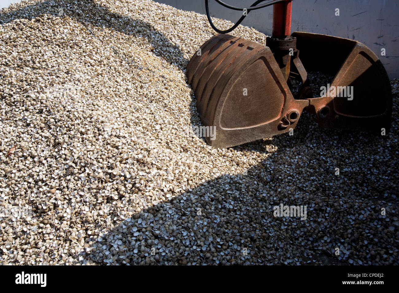 cockle shells piled into a mound with a mechanical grabber Stock Photo ...