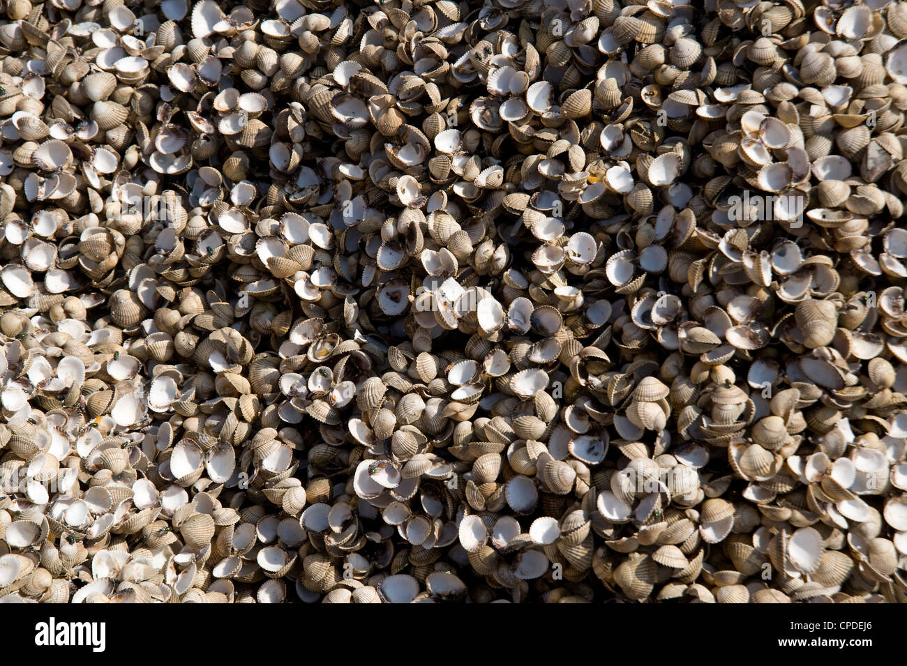 Cockle shells hi-res stock photography and images - Alamy