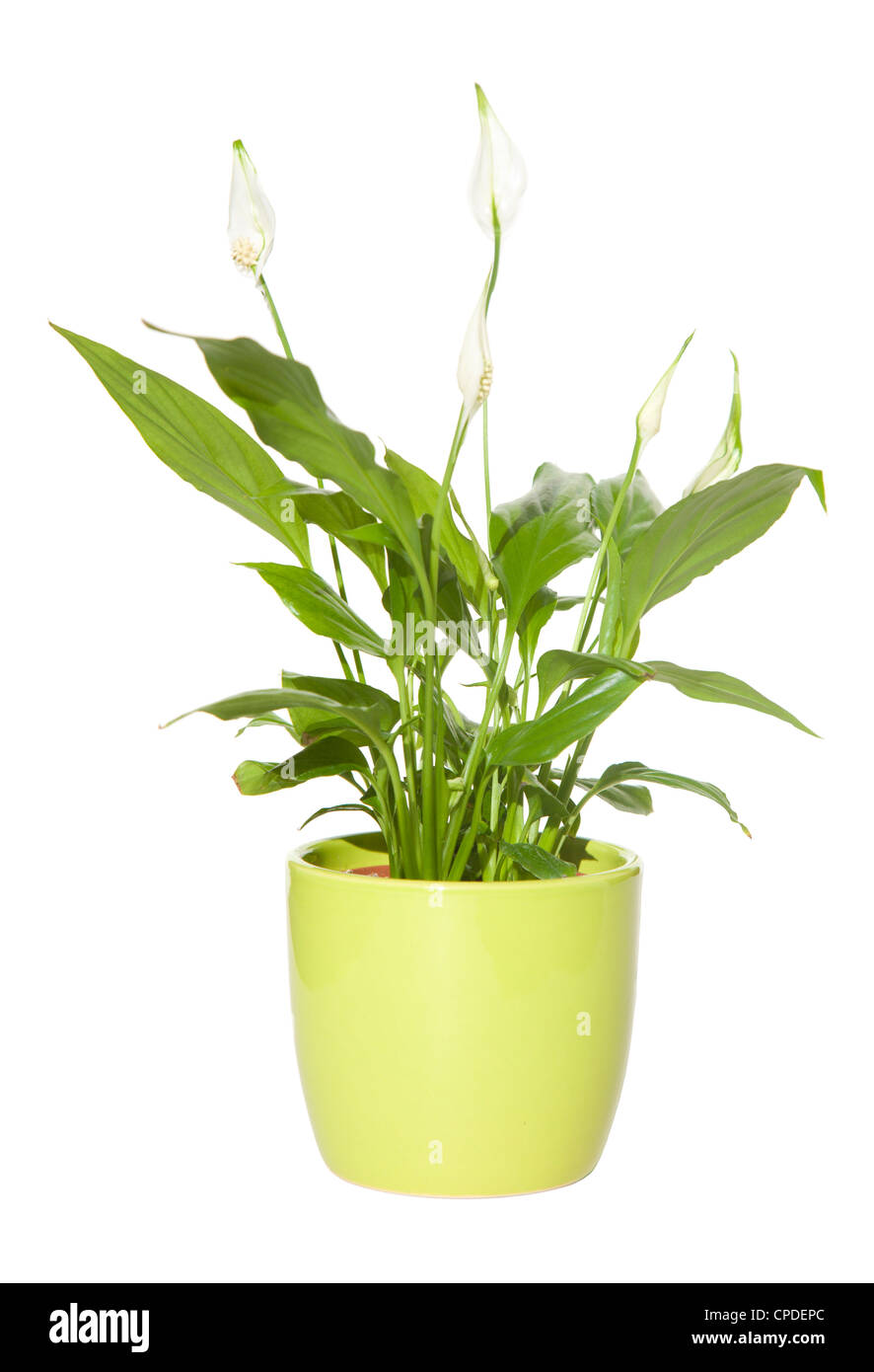 Thin plant on pot Cut Out Stock Images & Pictures - Alamy