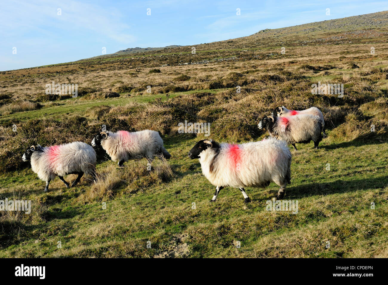 Dartmoor sheep at Merrivale, Dartmoor National Park, Devon, England ...