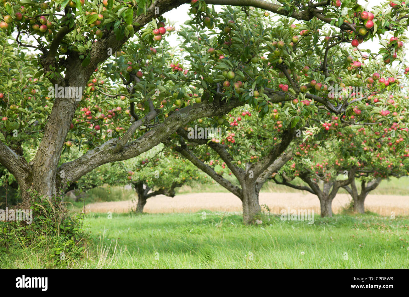 Pruned apple trees hi-res stock photography and images - Alamy