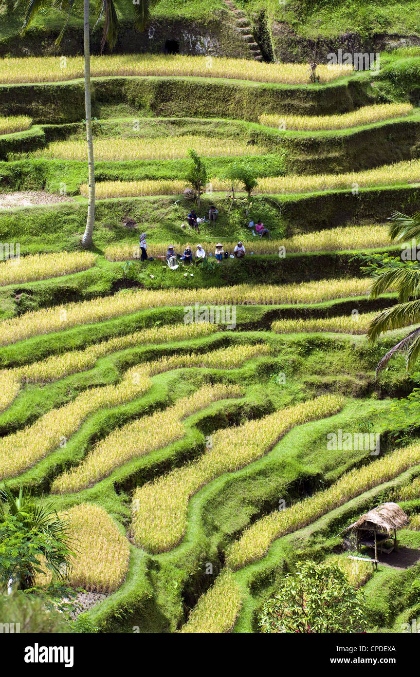 Rice terraces far east hi-res stock photography and images - Alamy