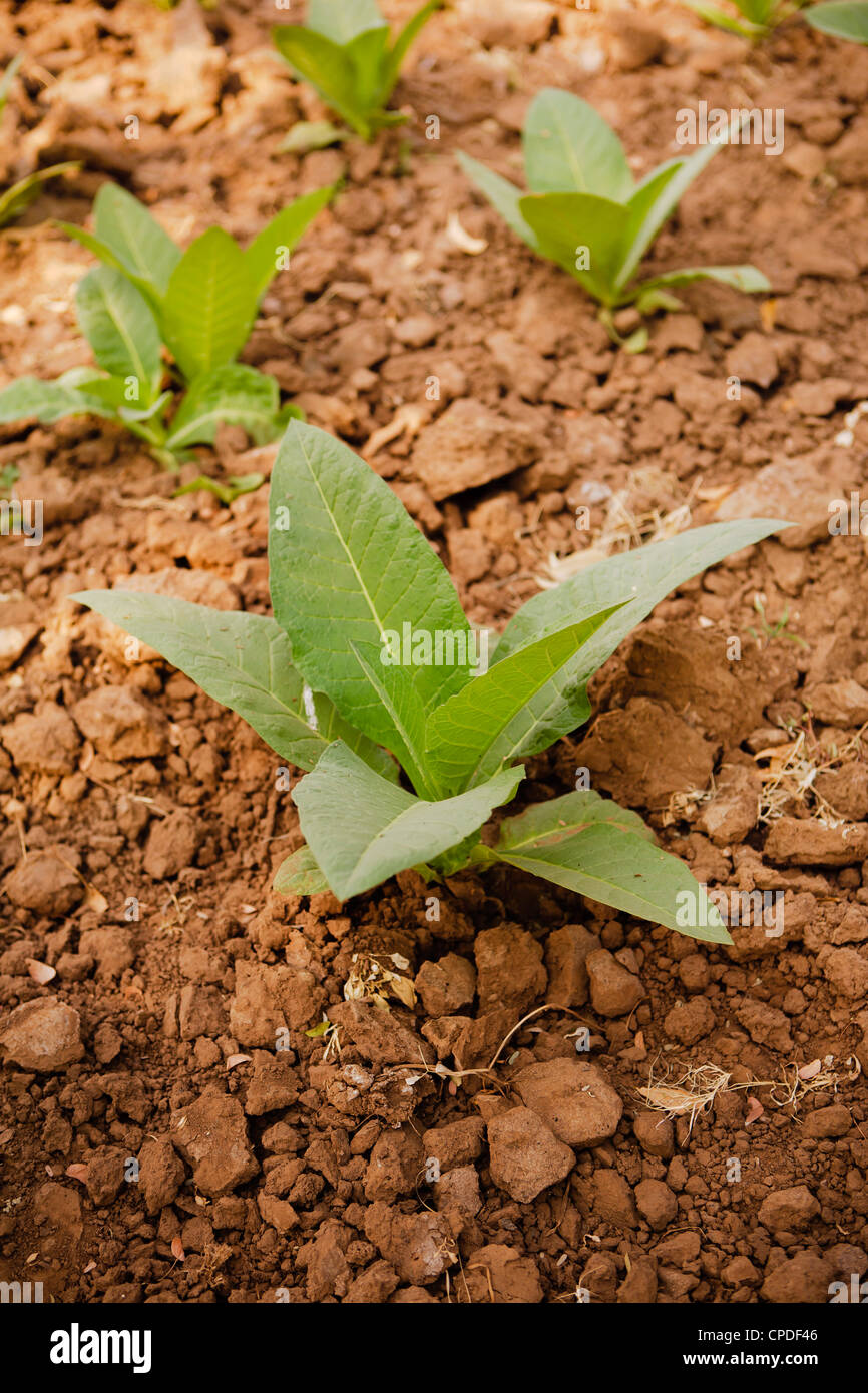 Young tobacco (Nicotiana) plants, Gujarat, India, Asia Stock Photo - Alamy