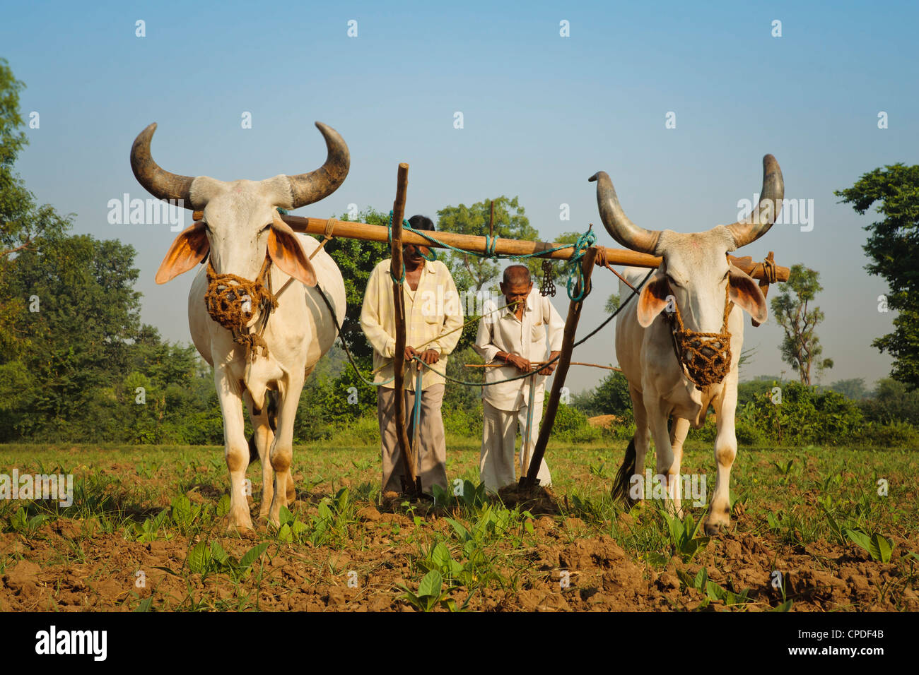 Traditional plough hi-res stock photography and images - Alamy