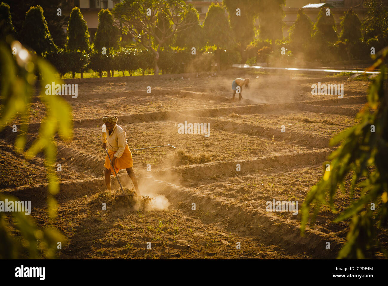 Paddy cleaning hi-res stock photography and images - Alamy