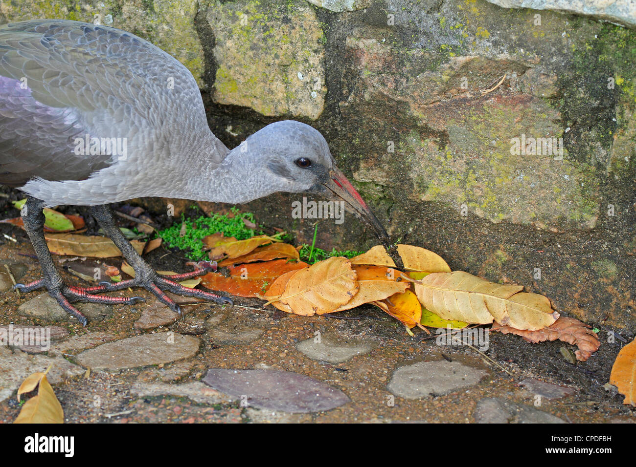 Hadada hadeda ibis hi-res stock photography and images - Alamy