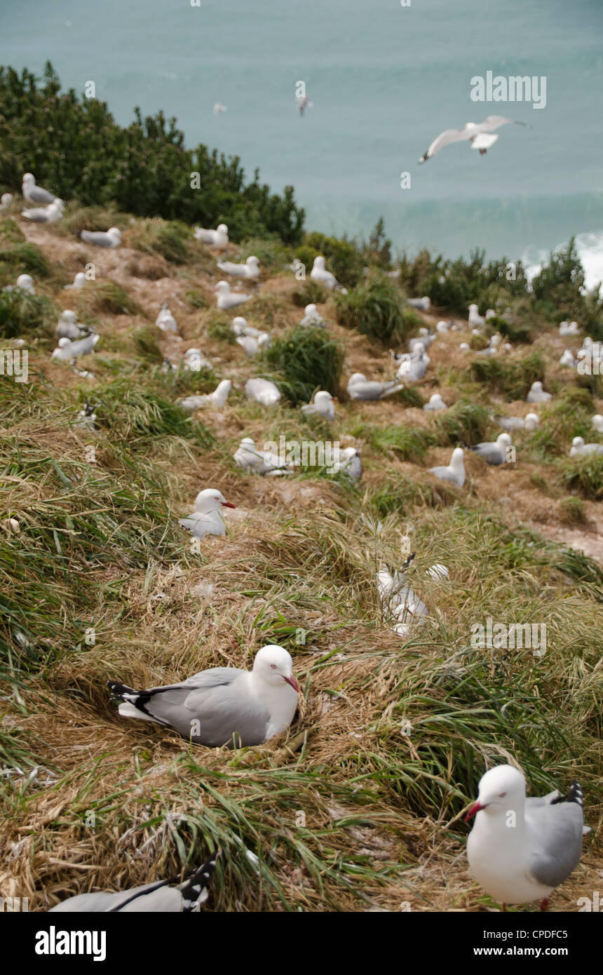 Royal Albatross Centre, Dunedin, Otago Peninsula, South Island, New ...