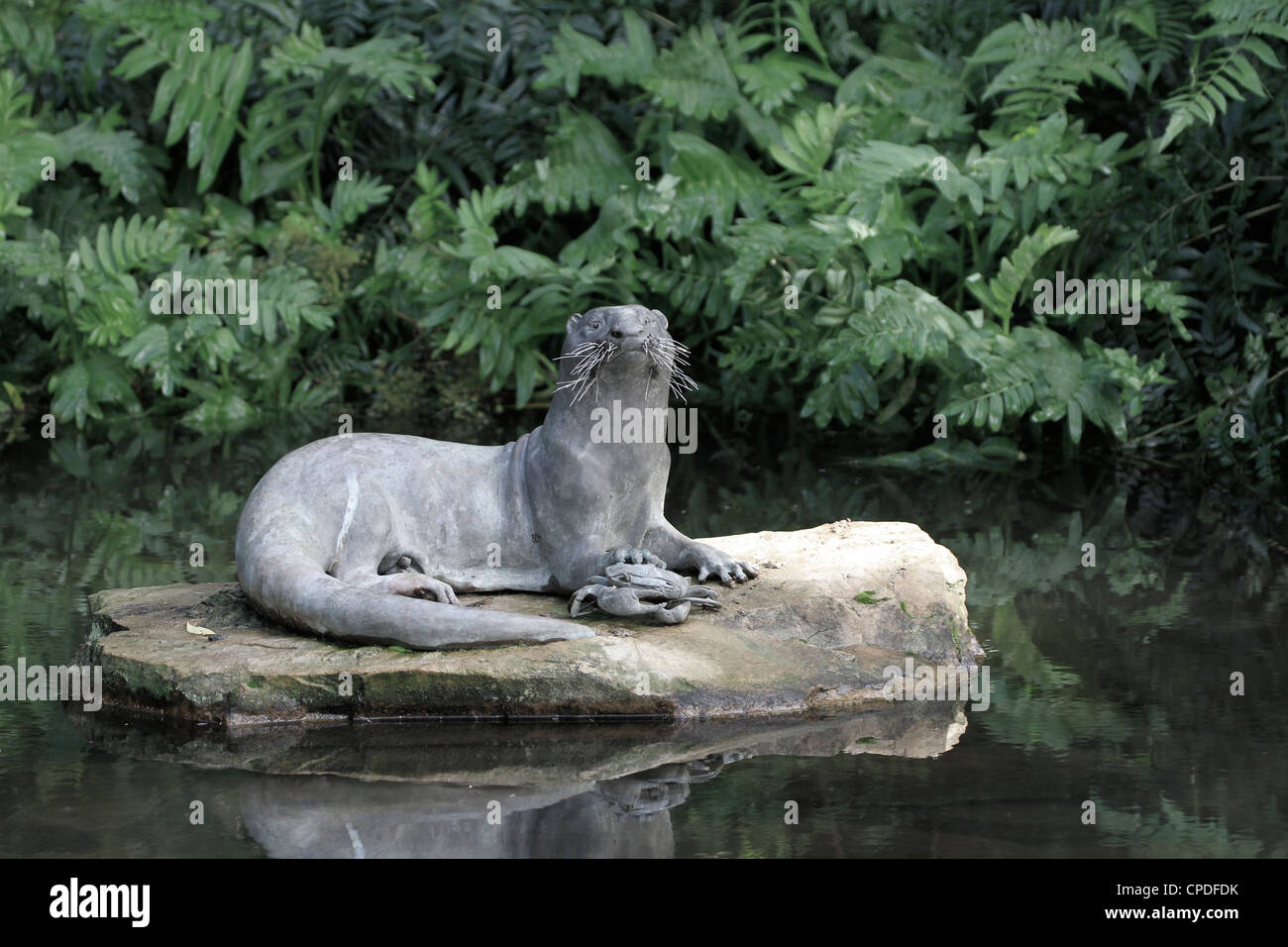 Statue of a Cape Clawless Otter (Aonyx capensis) in a pond in ...