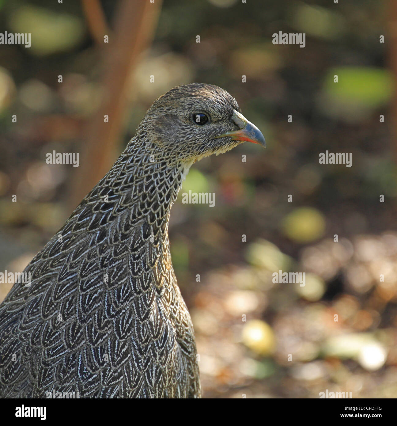 Cape Spurfowl, or Cape Francolin,( Pternistis capensis) in Kirstenbosch ...