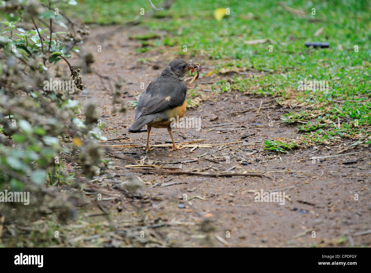 Olive Thrush (Turdus olivaceus) with worm in its beak in Kirstenbosch ...