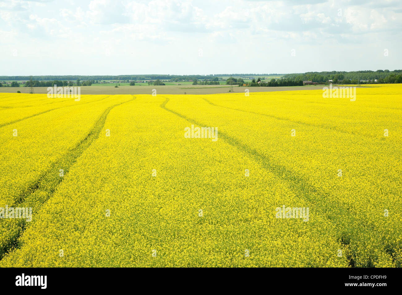 Blooming canola field with blue sky Stock Photo - Alamy