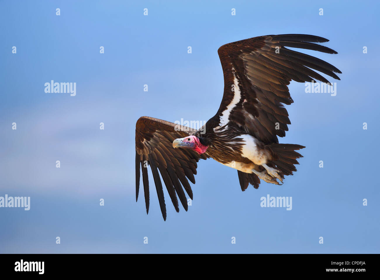Lappet faced vulture flying hi-res stock photography and images - Alamy