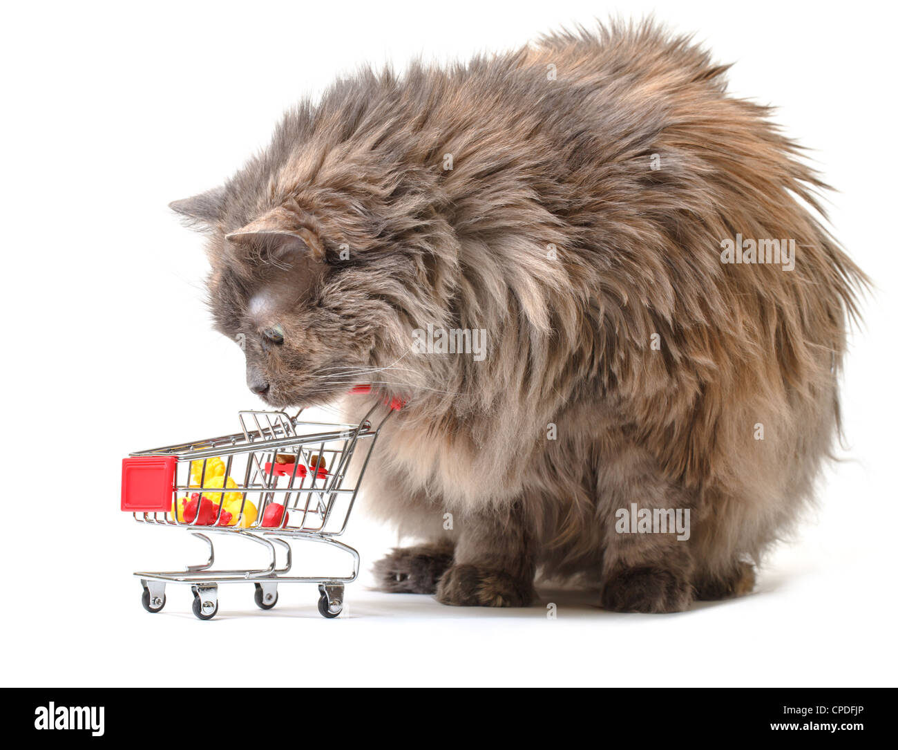 Cat shopping cart hi-res stock photography and images - Alamy