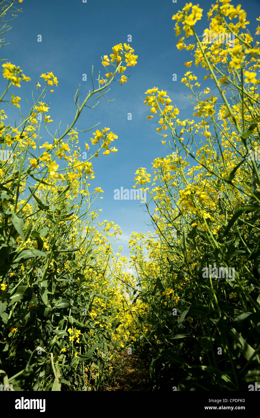 Blooming canola field with blue sky Stock Photo - Alamy