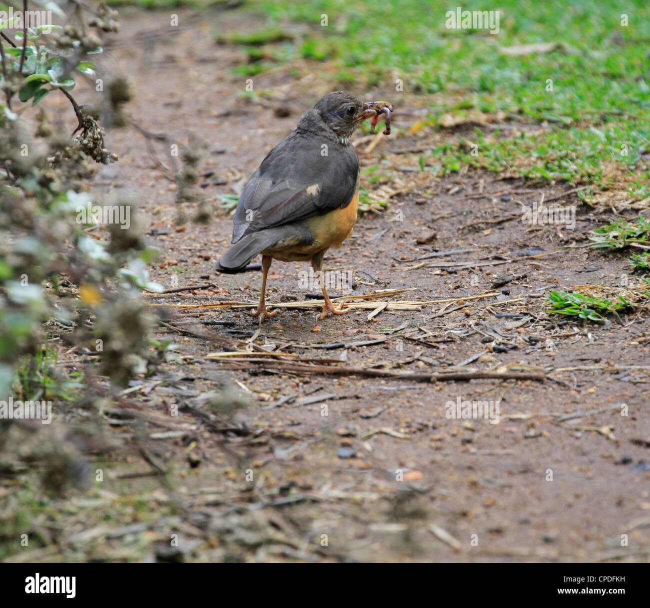 Olive Thrush (Turdus olivaceus) with worm in its beak in Kirstenbosch ...