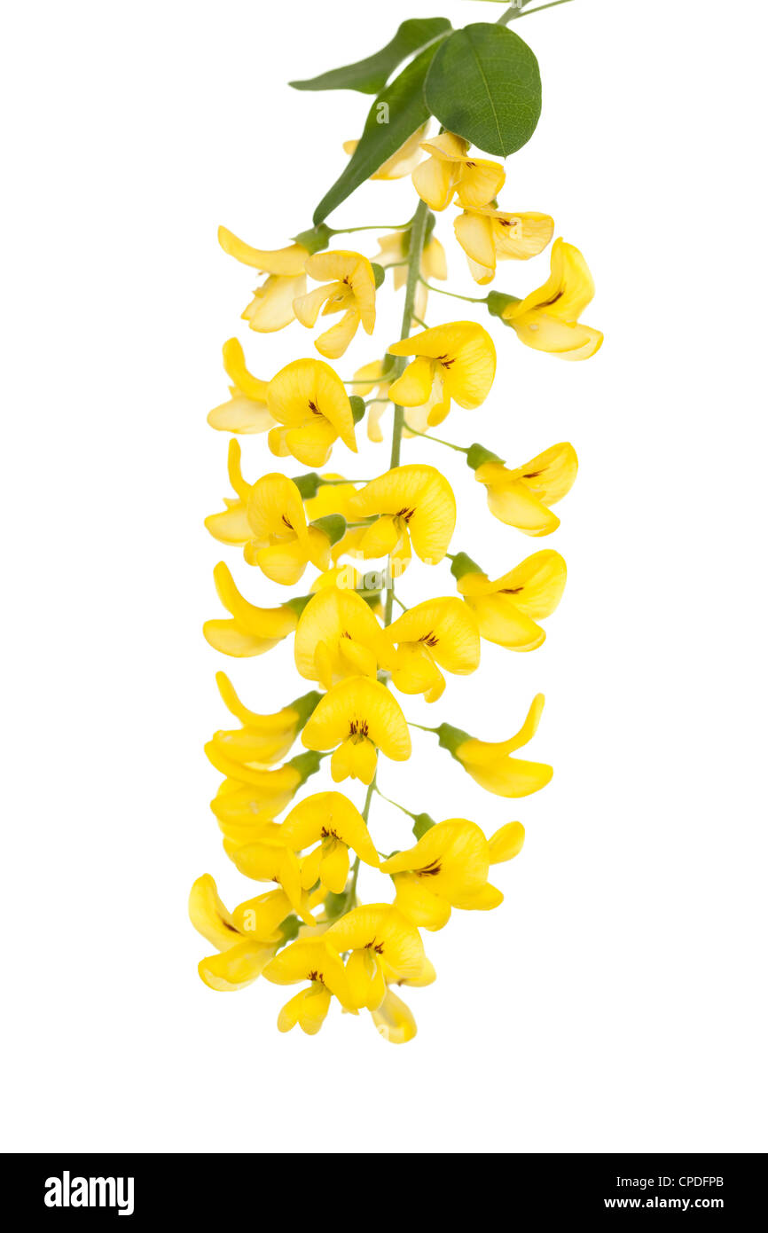 single of yellow flower Laburnum on white background Stock Photo - Alamy