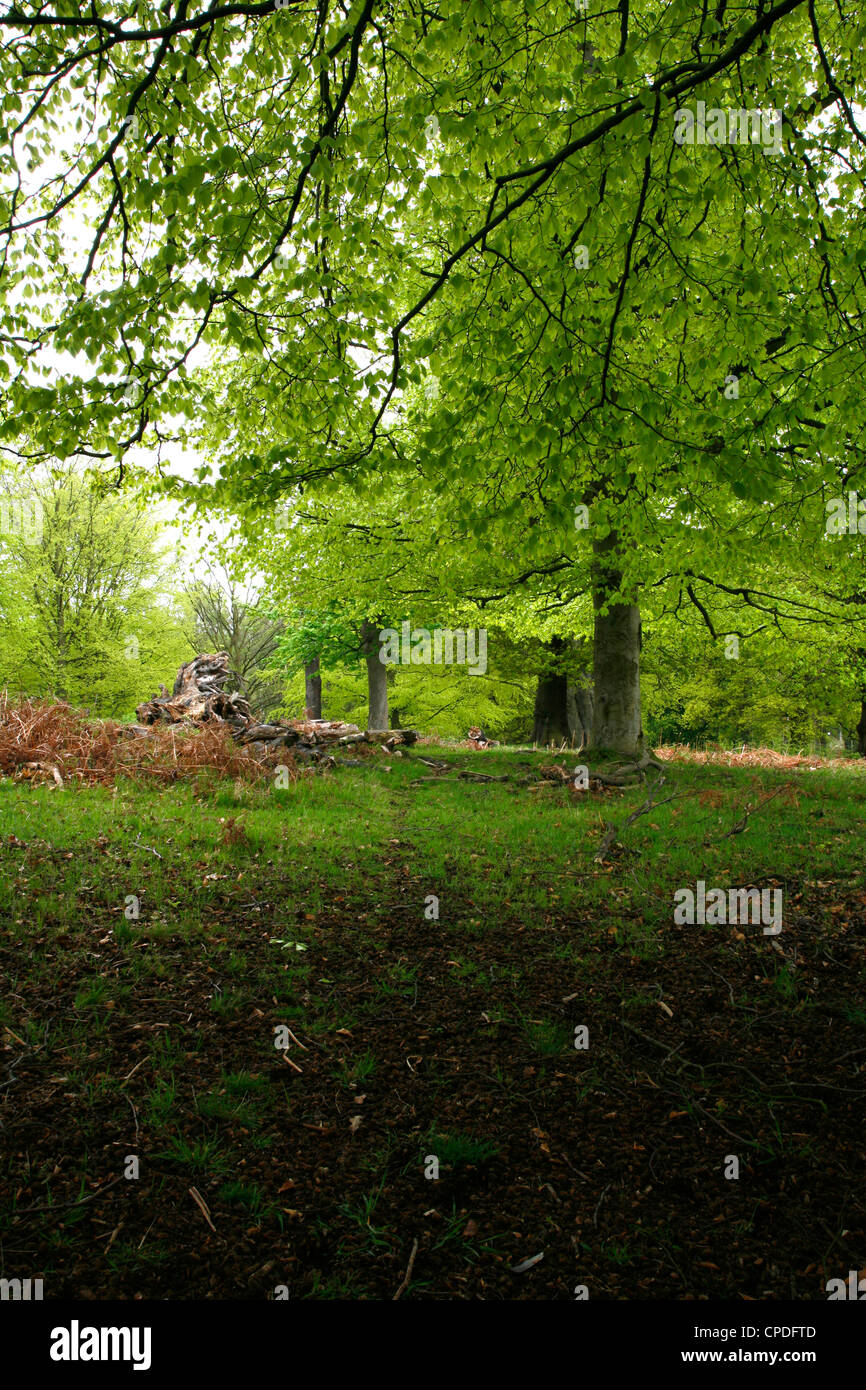 Gibbet Wood in Richmond Park, London, UK Stock Photo - Alamy