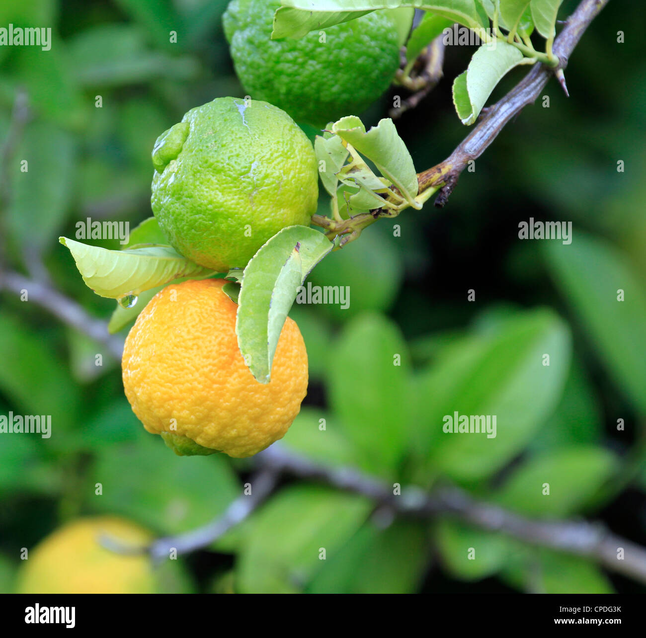 Lemons (Citrus limon) ripening on a tree in the garden at Boschendal ...