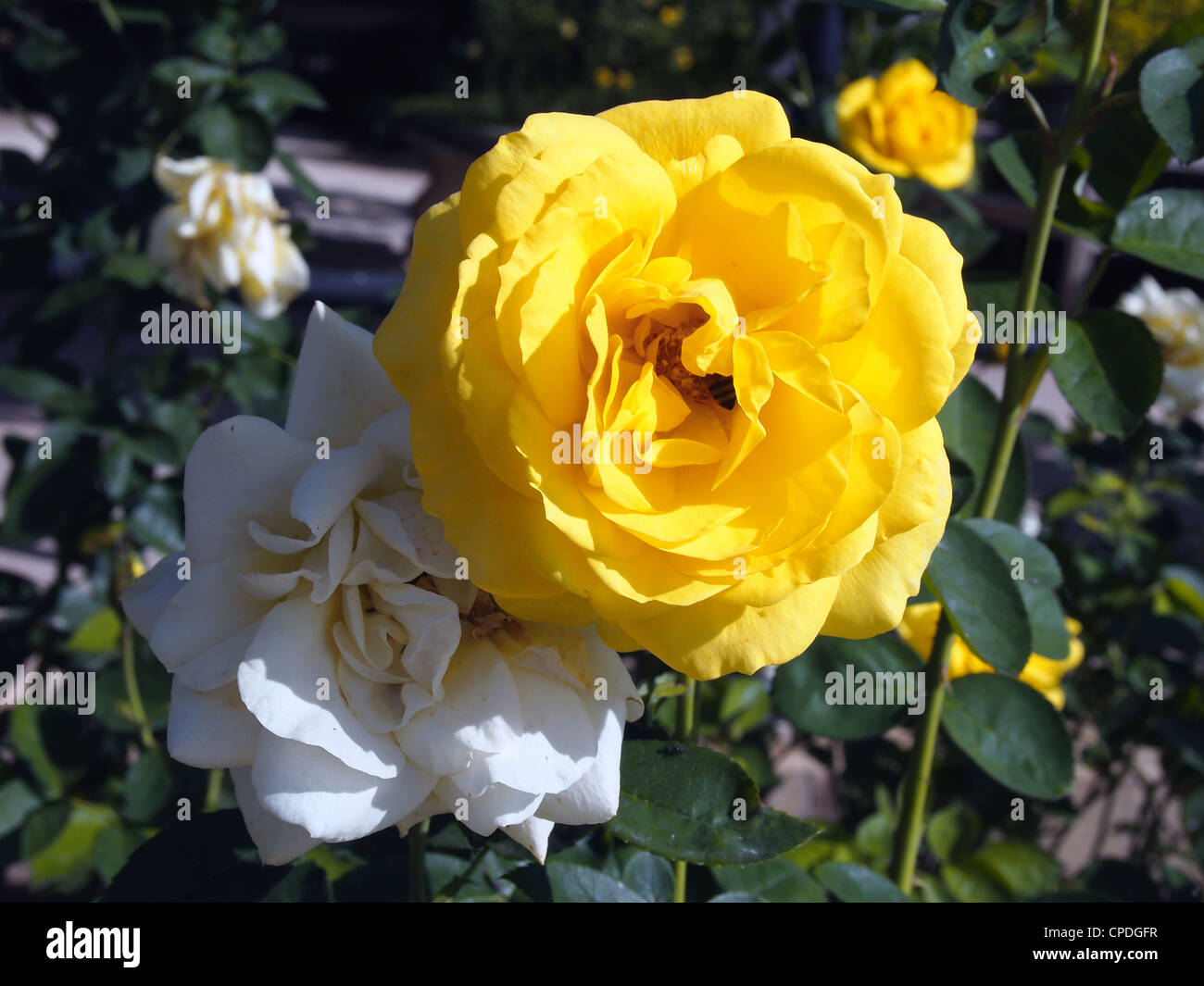 Yellow and White Roses Stock Photo - Alamy