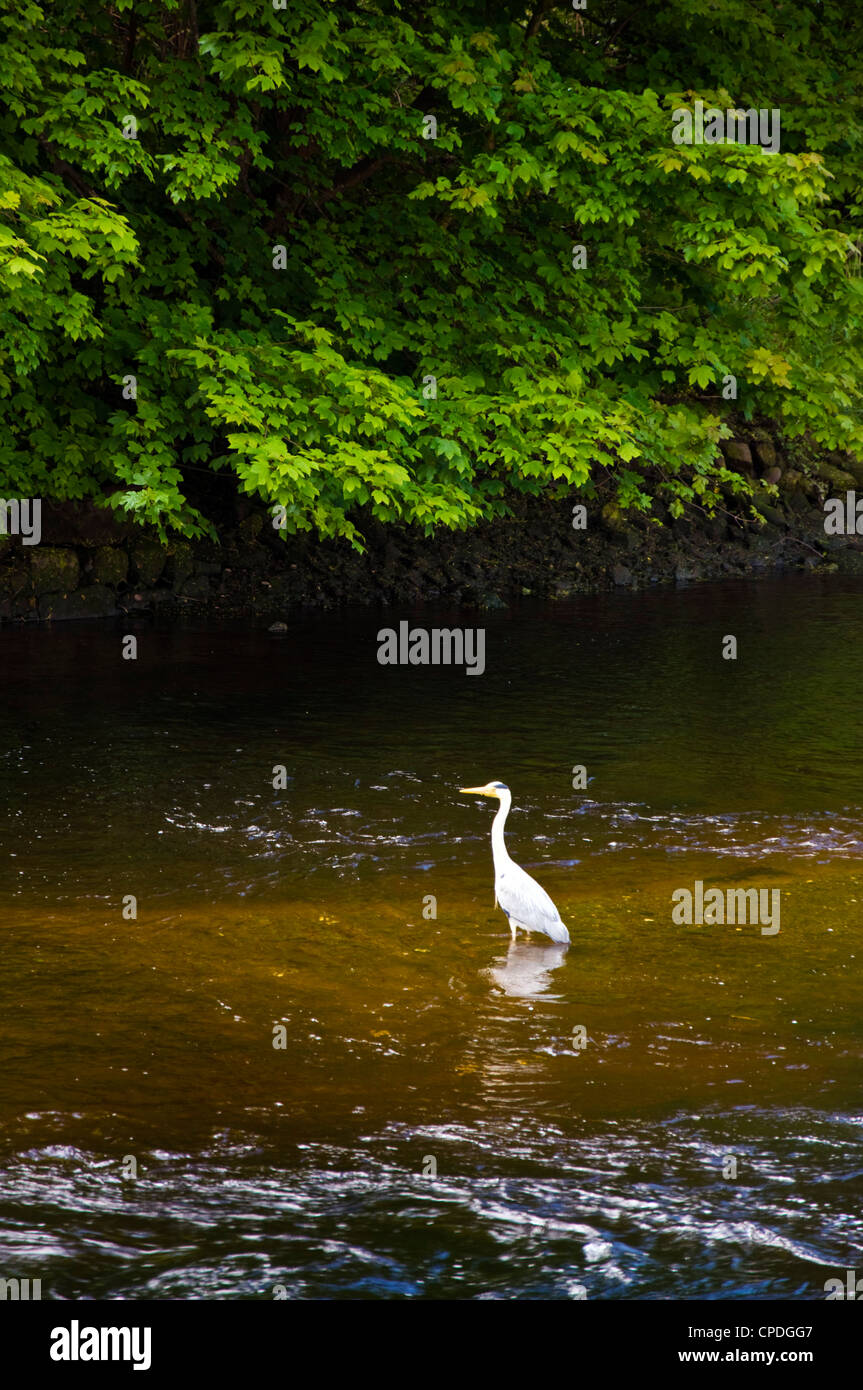 Heron fishing in the River Eske Stock Photo - Alamy