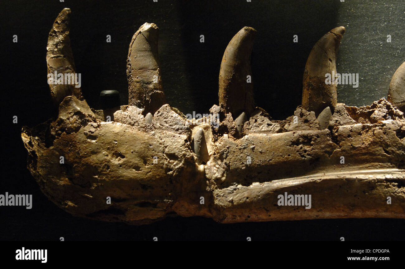 Jaw of Megalosaurus. Upper Jurassic. 150 million years. Tithonian stage ...
