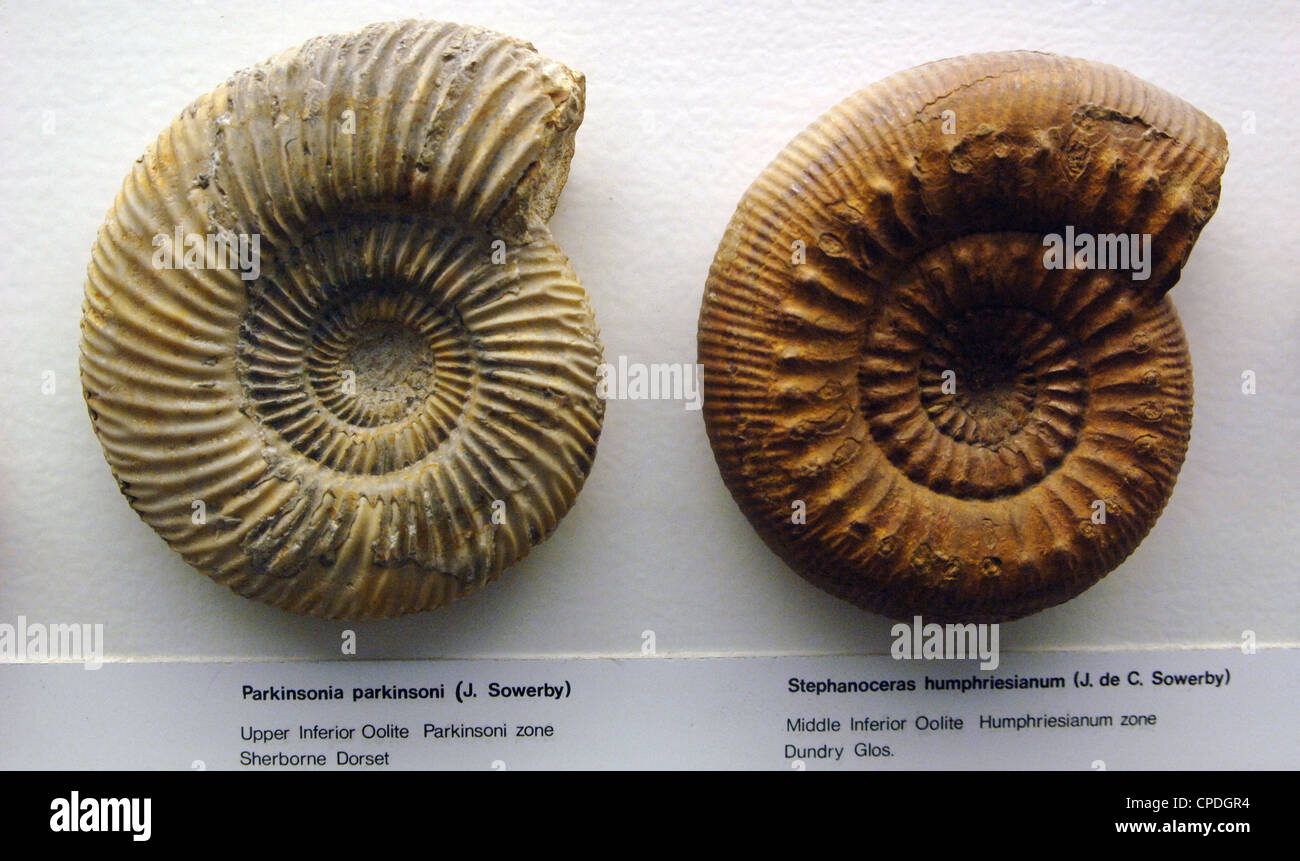Ammonites. Parkinsonia parkinsoni (left) and Stephanoceras ...
